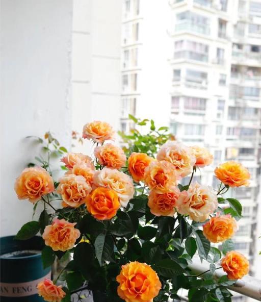 無可挑剔的陽臺月季，顏值與香氣的雙重盛宴-imomo植物識別