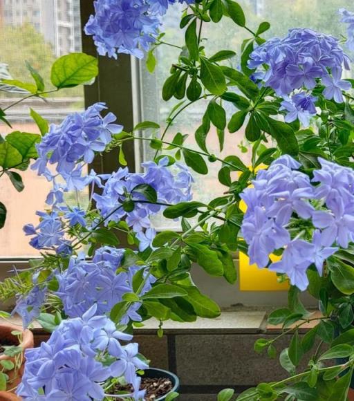 夏天怎麼能沒有藍雪花？4個訣竅，讓你的藍雪花爆花一夏天-imomo植物識別