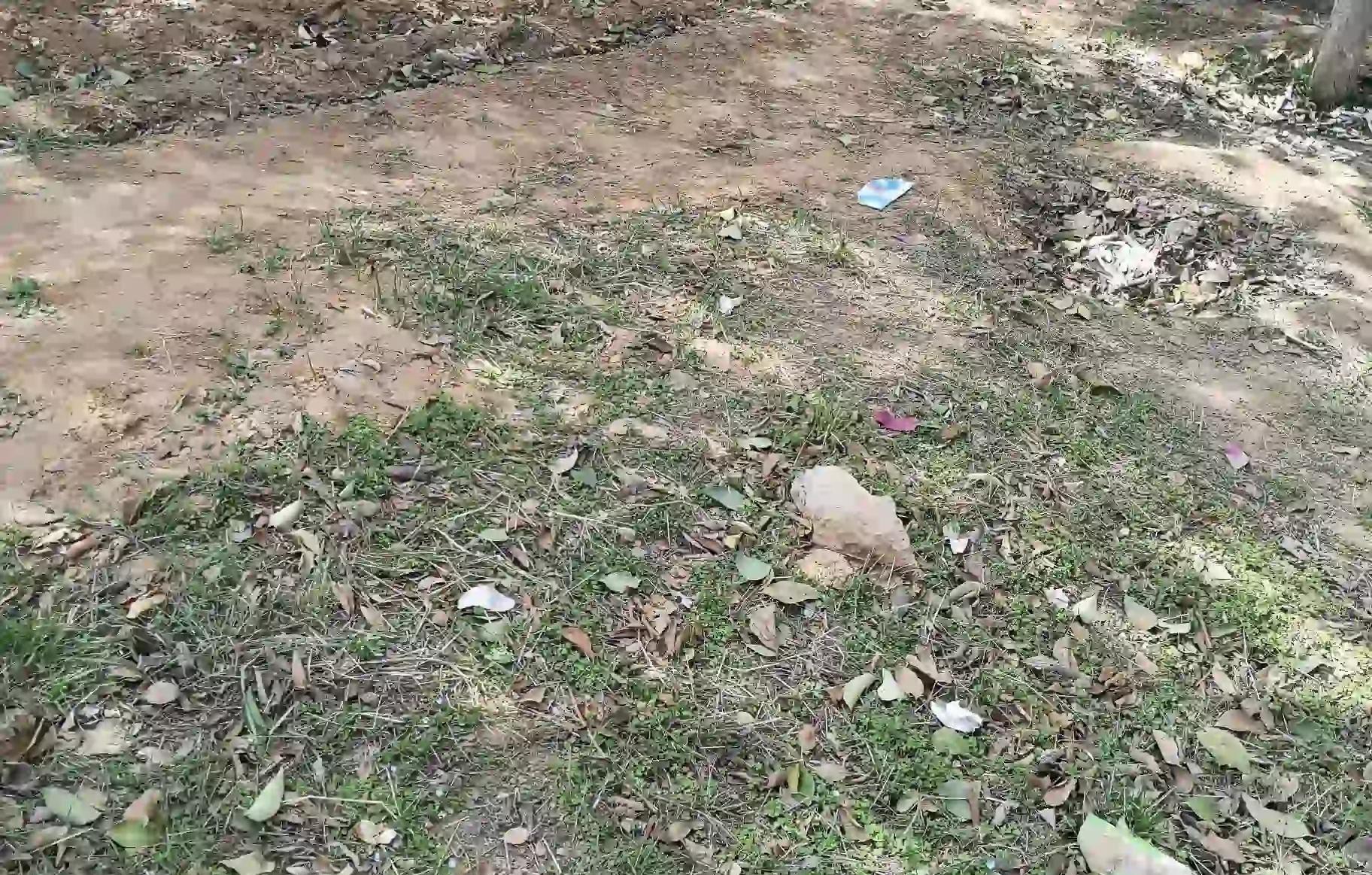 你覺得春天都有什麼好吃的野菜？熟了以後變成綠色了？-imomo植物識別