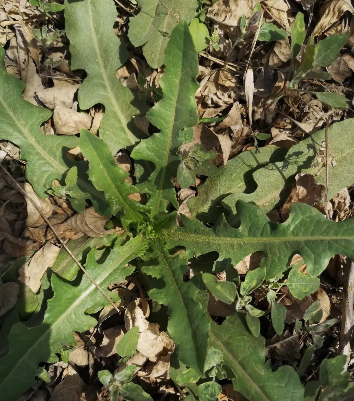 你覺得春天都有什麼好吃的野菜？熟了以後變成綠色了？-imomo植物識別