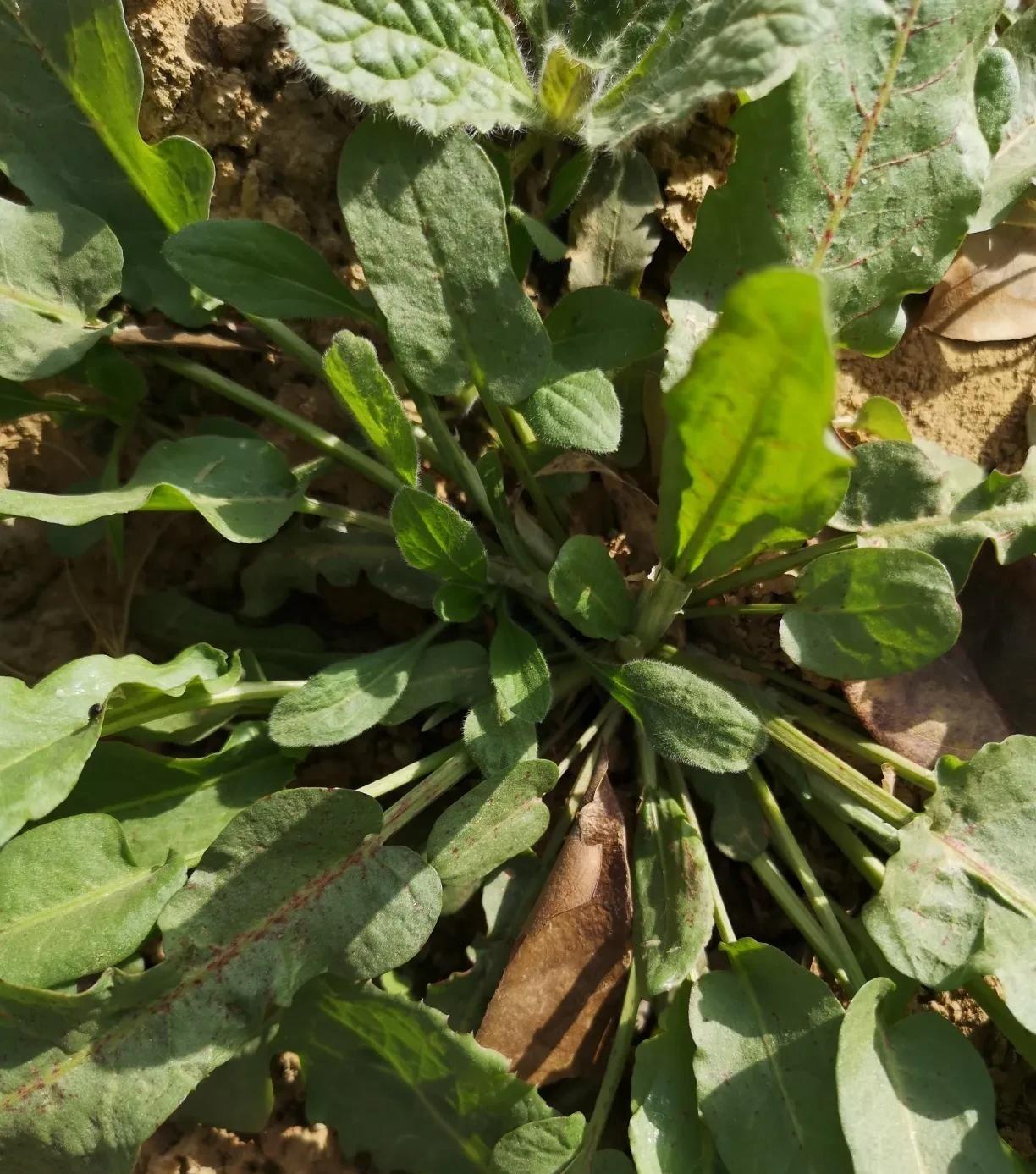 你覺得春天都有什麼好吃的野菜？熟了以後變成綠色了？-imomo植物識別