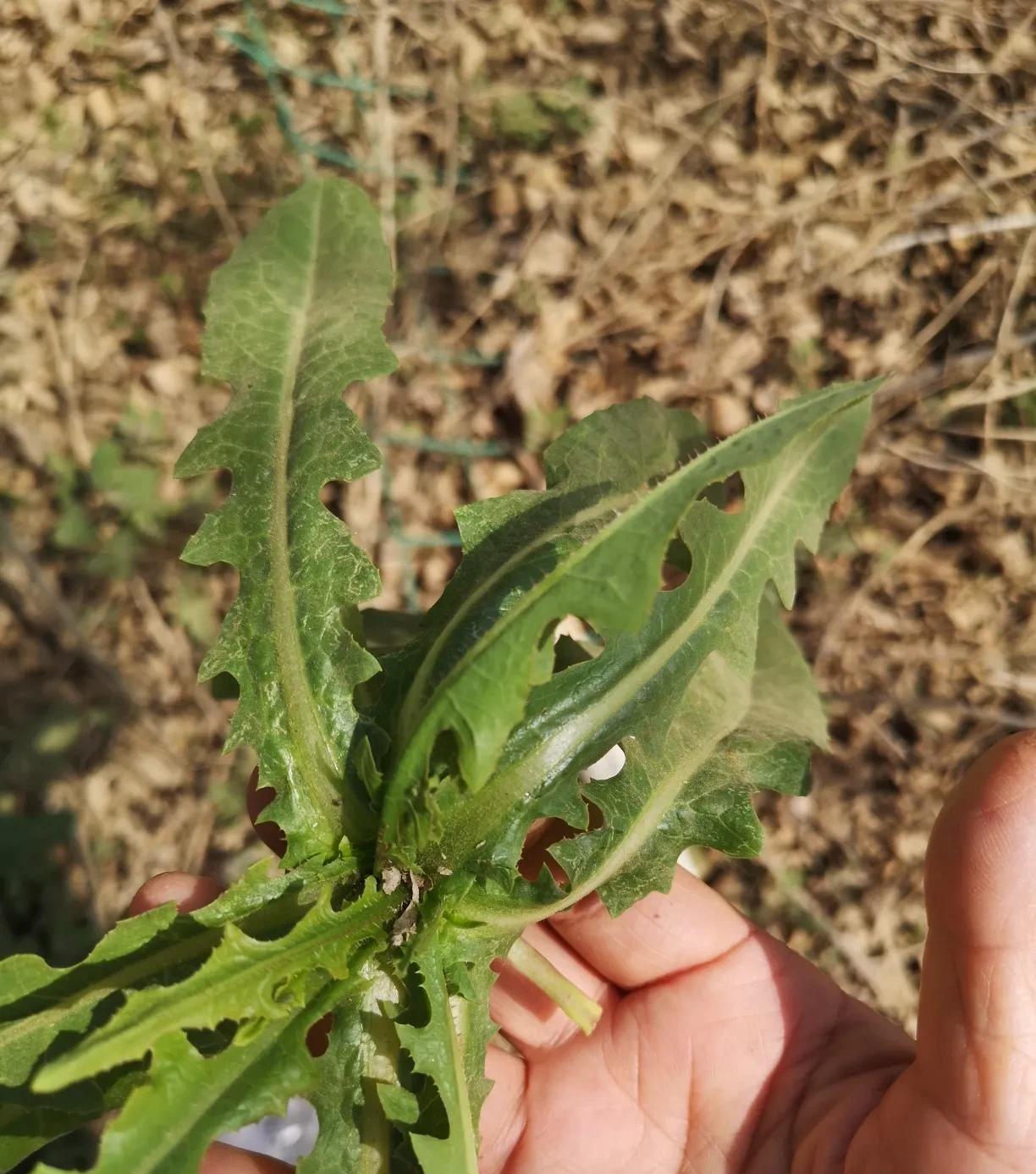 你覺得春天都有什麼好吃的野菜？熟了以後變成綠色了？-imomo植物識別