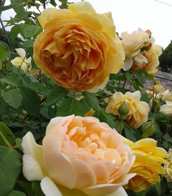 奧斯汀經典品種「無名的裘德（Jude the Obscure）」-imomo植物識別