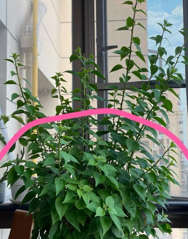 九重葛修剪全攻略。從原理到實操，手把手教你養出爆花株型-imomo植物識別